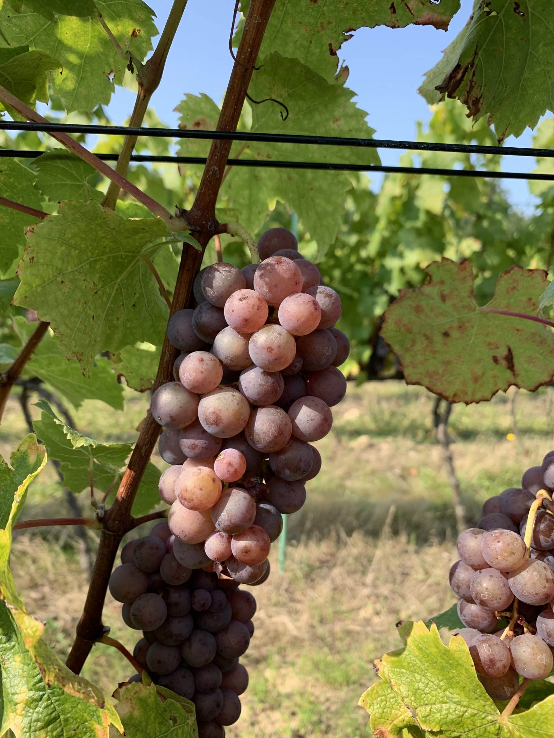 Our grape varieties - Jerome Choblet